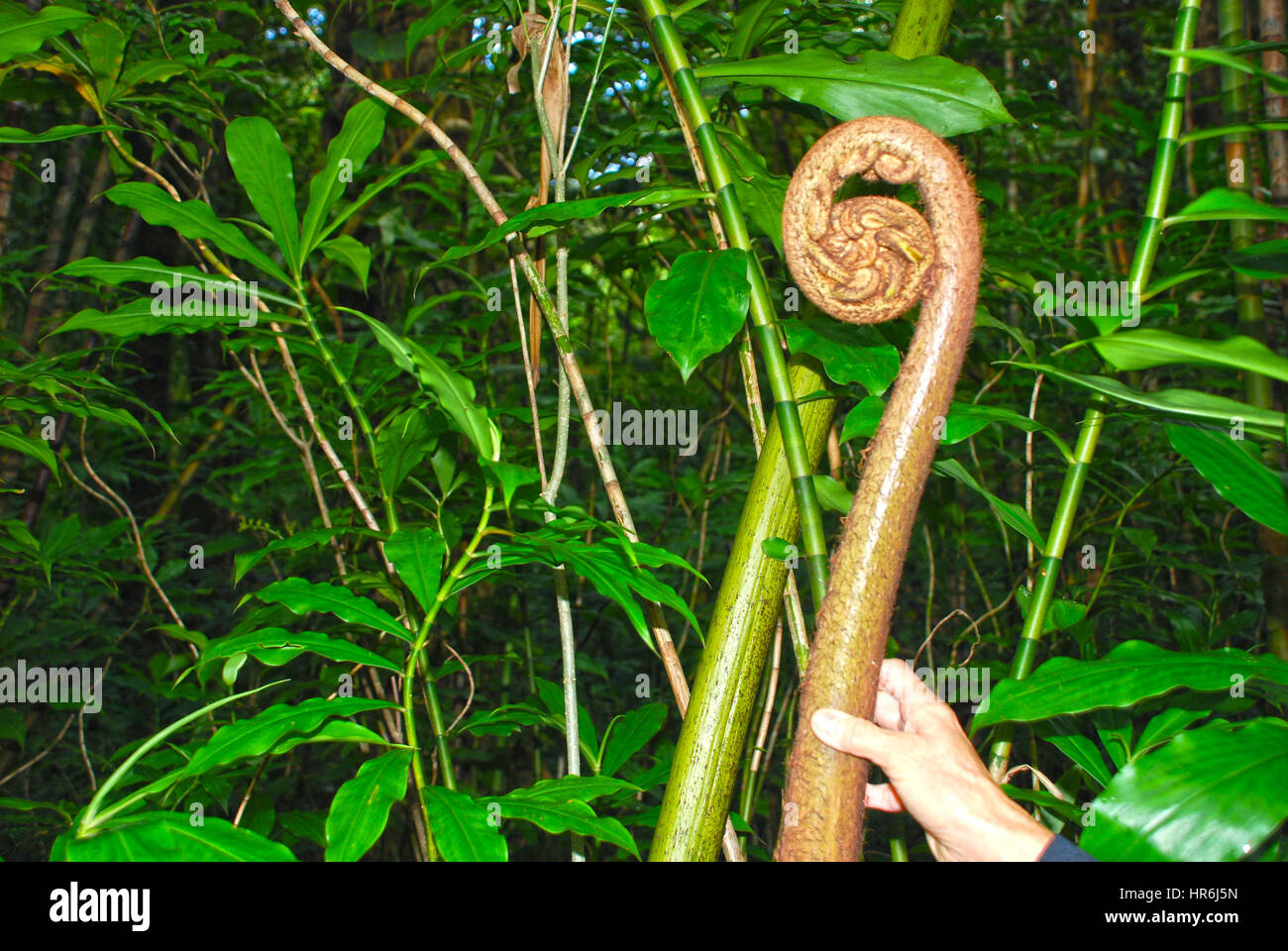 Showing size of giant tree fern new growth Stock Photo - Alamy