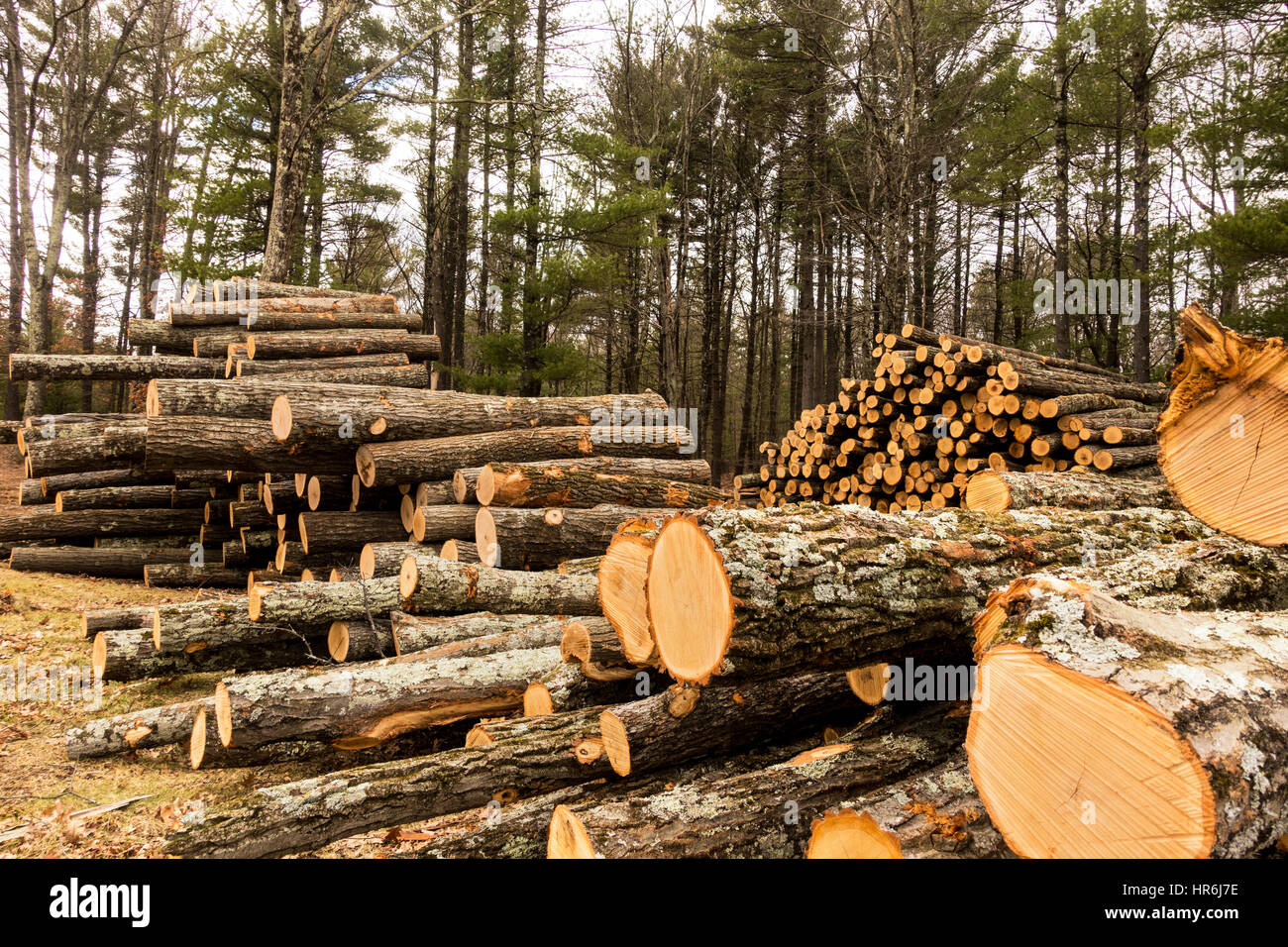 Logging site hi-res stock photography and images - Alamy