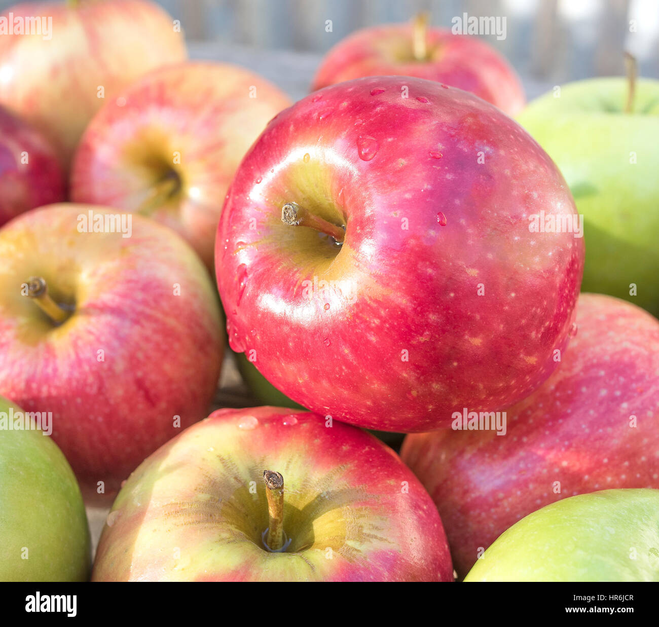 Close up view of a red organic apple on top of a group of red and green ...