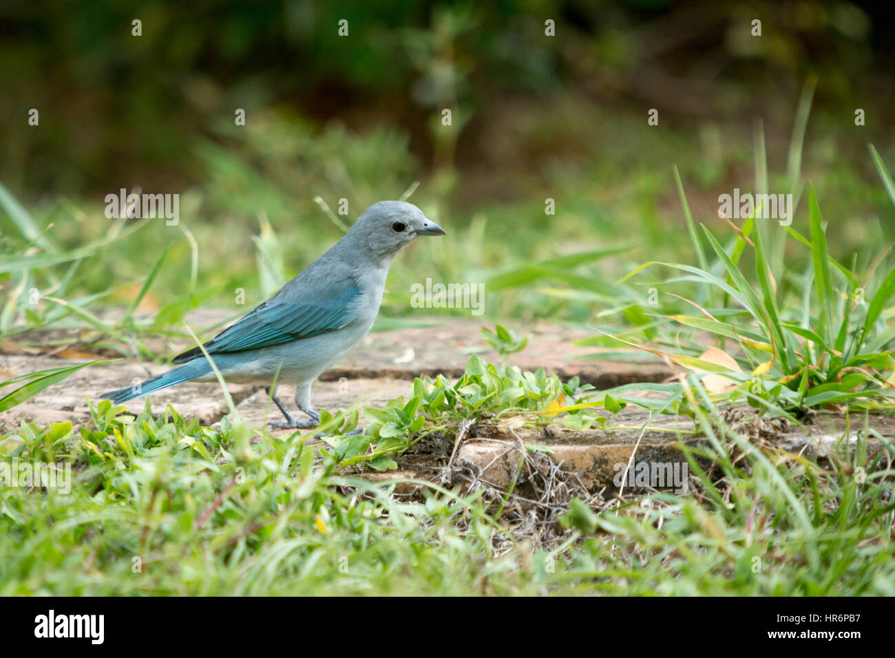 Asuncion, Paraguay. 26th Feb, 2017. A sayaca tanager (Thraupis sayaca ...