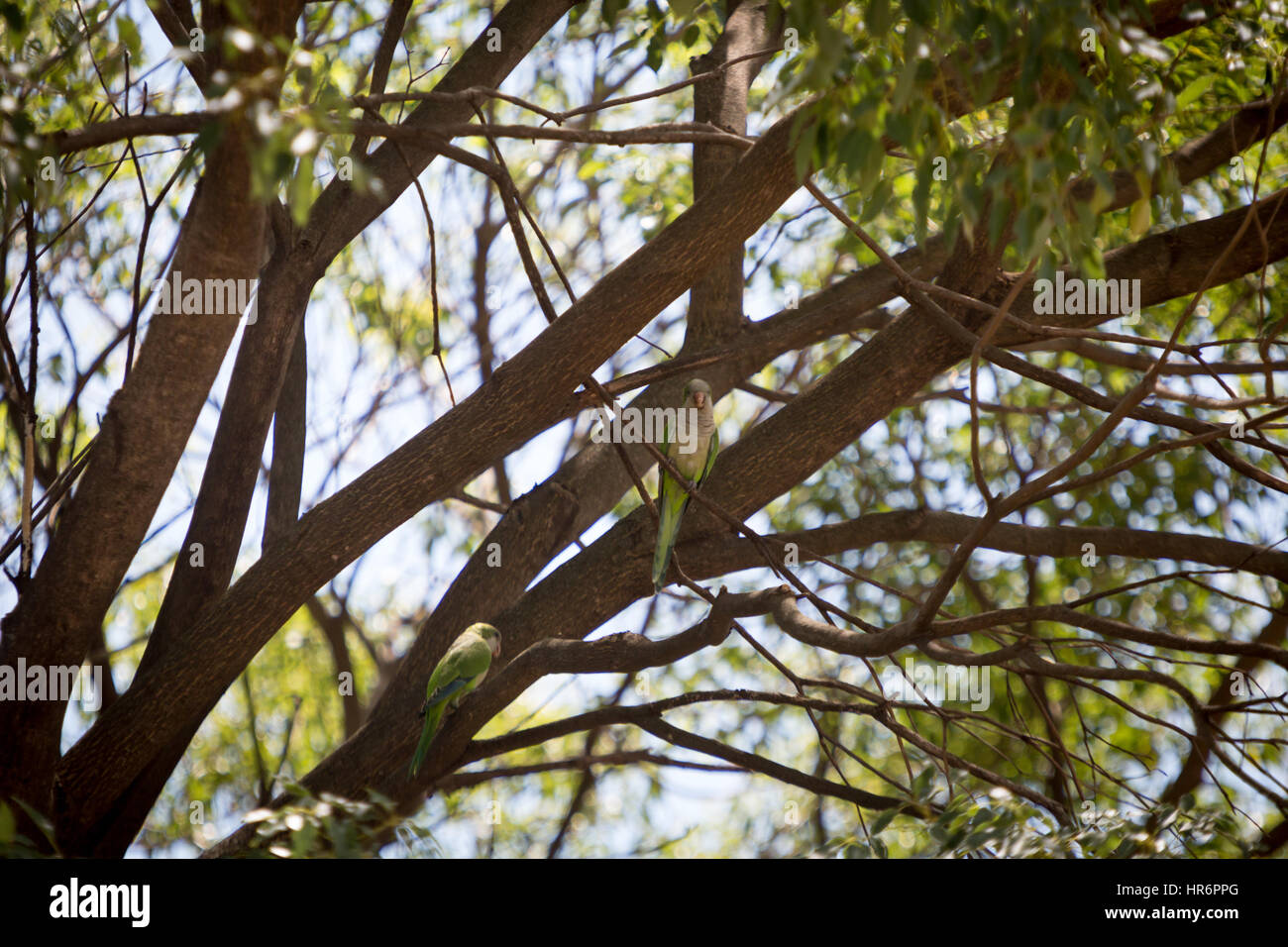 Asuncion, Paraguay. 26th Feb, 2017. A pair of monk parakeet (Myiopsitta ...