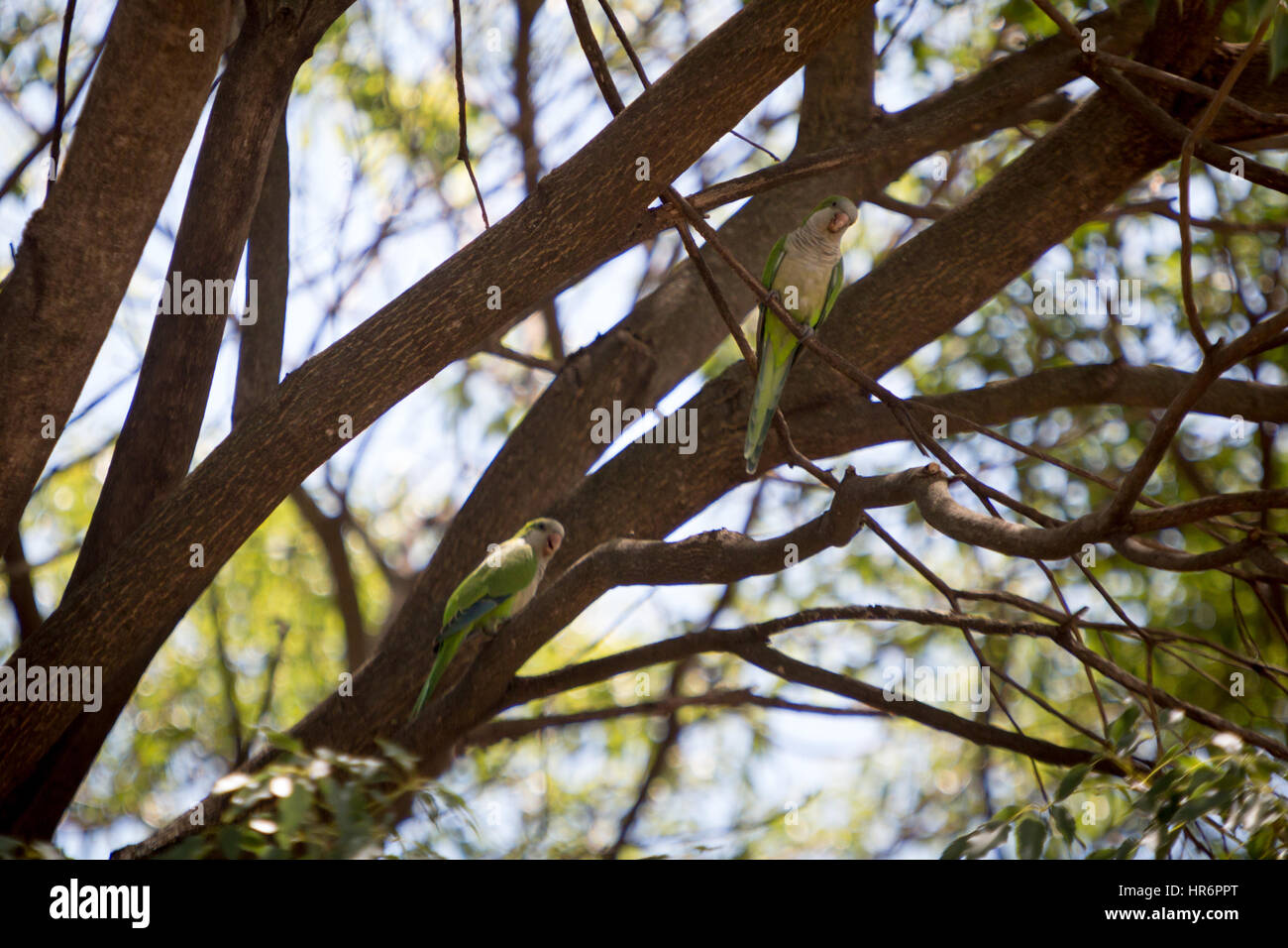 Asuncion, Paraguay. 26th Feb, 2017. A pair of monk parakeet (Myiopsitta ...