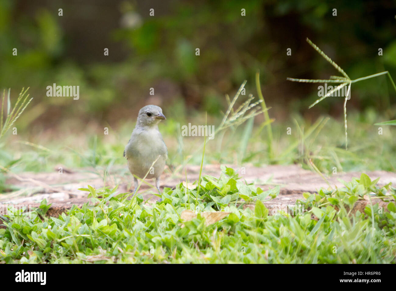Asuncion, Paraguay. 26th Feb, 2017. A sayaca tanager (Thraupis sayaca ...
