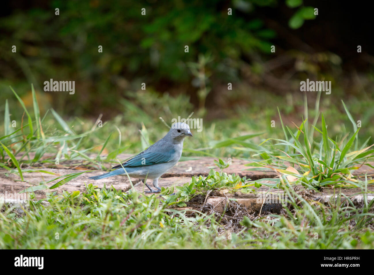 Asuncion, Paraguay. 26th Feb, 2017. A sayaca tanager (Thraupis sayaca ...
