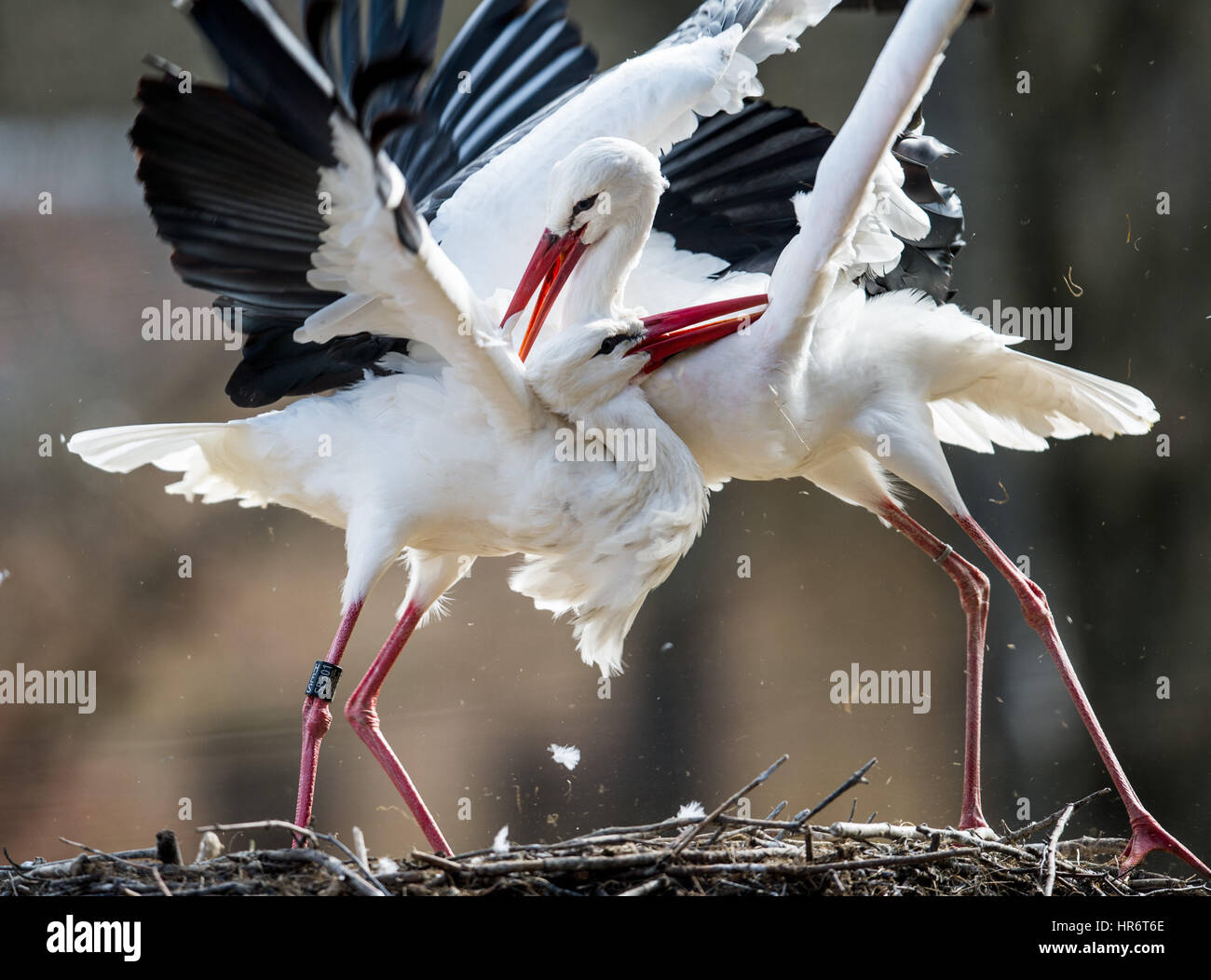 Poing, Germany. 27th Feb, 2017. White storks (Ciconia ciconia) fighting ...