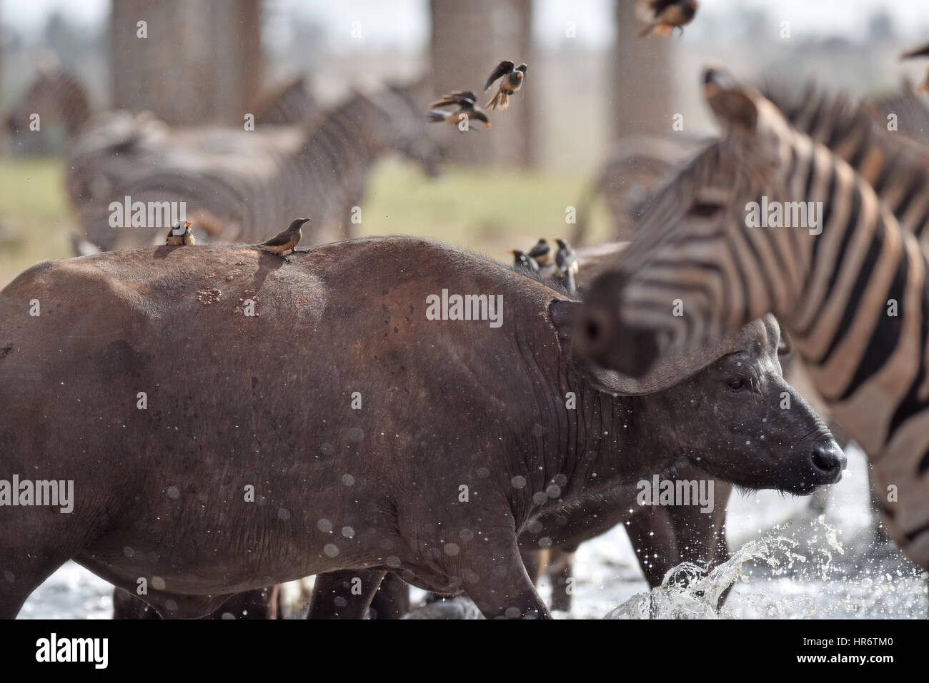 Voi, Kenya. 22nd Feb, 2017. A buffalo drinks water at a water hole at ...