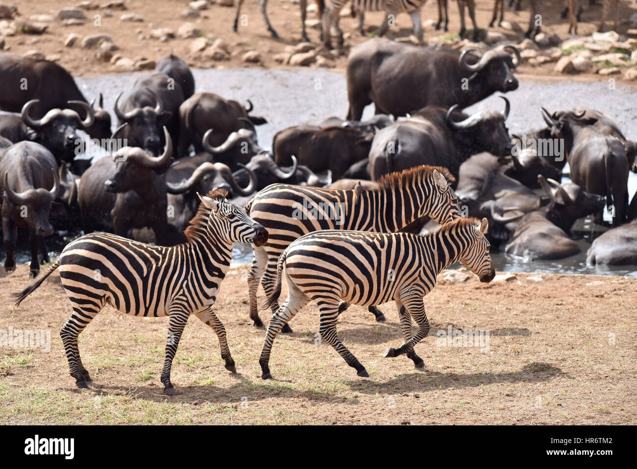 Voi, Kenya. 22nd Feb, 2017. Animals gather around a water hole at the ...