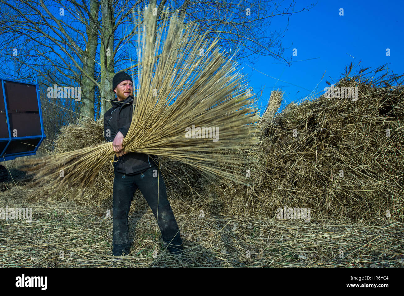 German farmers harvest reeds on the island of Ruegen in Germany, 02 ...