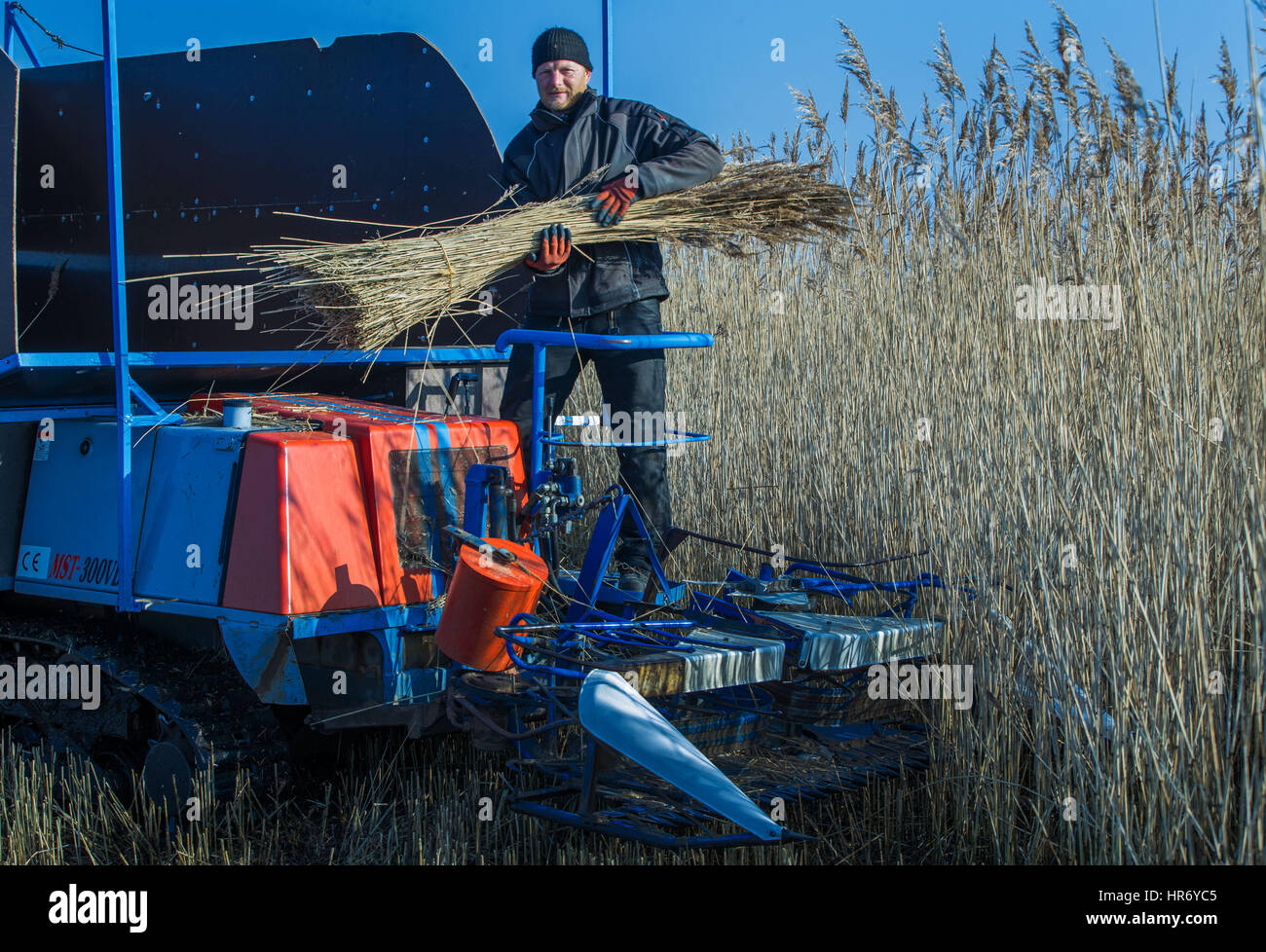 German farmers harvest reeds on the island of Ruegen in Germany, 02 ...