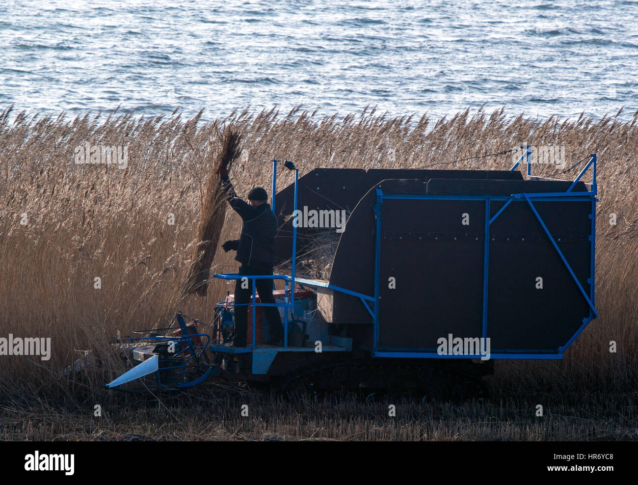 German farmers harvest reeds on the island of Ruegen in Germany, 02 ...
