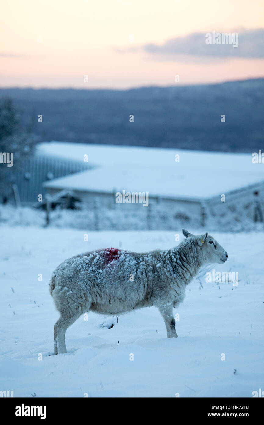 Sheep stood in snow hi-res stock photography and images - Alamy