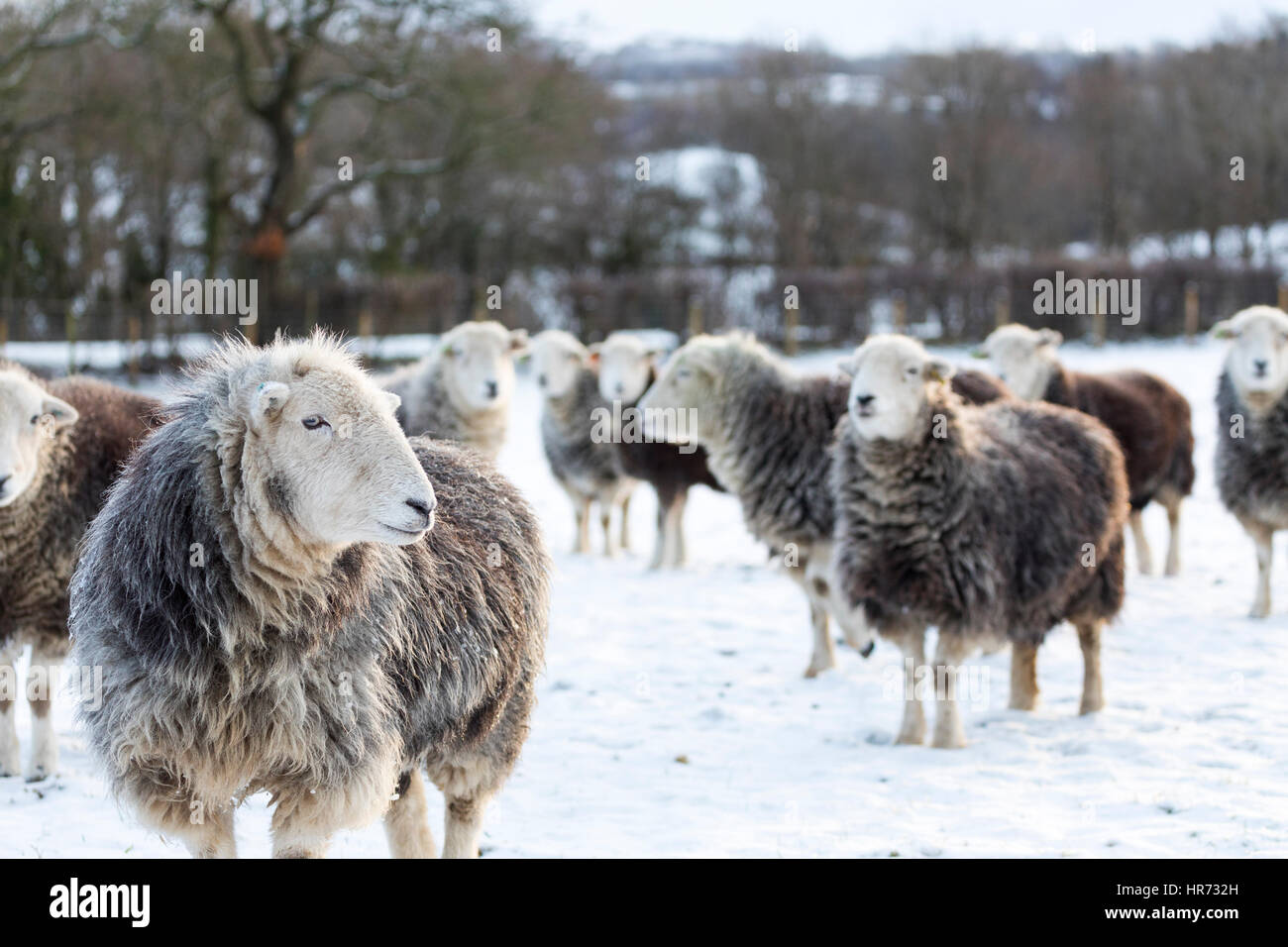 Hardy Herdwick Sheep braving the freezing snow conditions in the rural ...