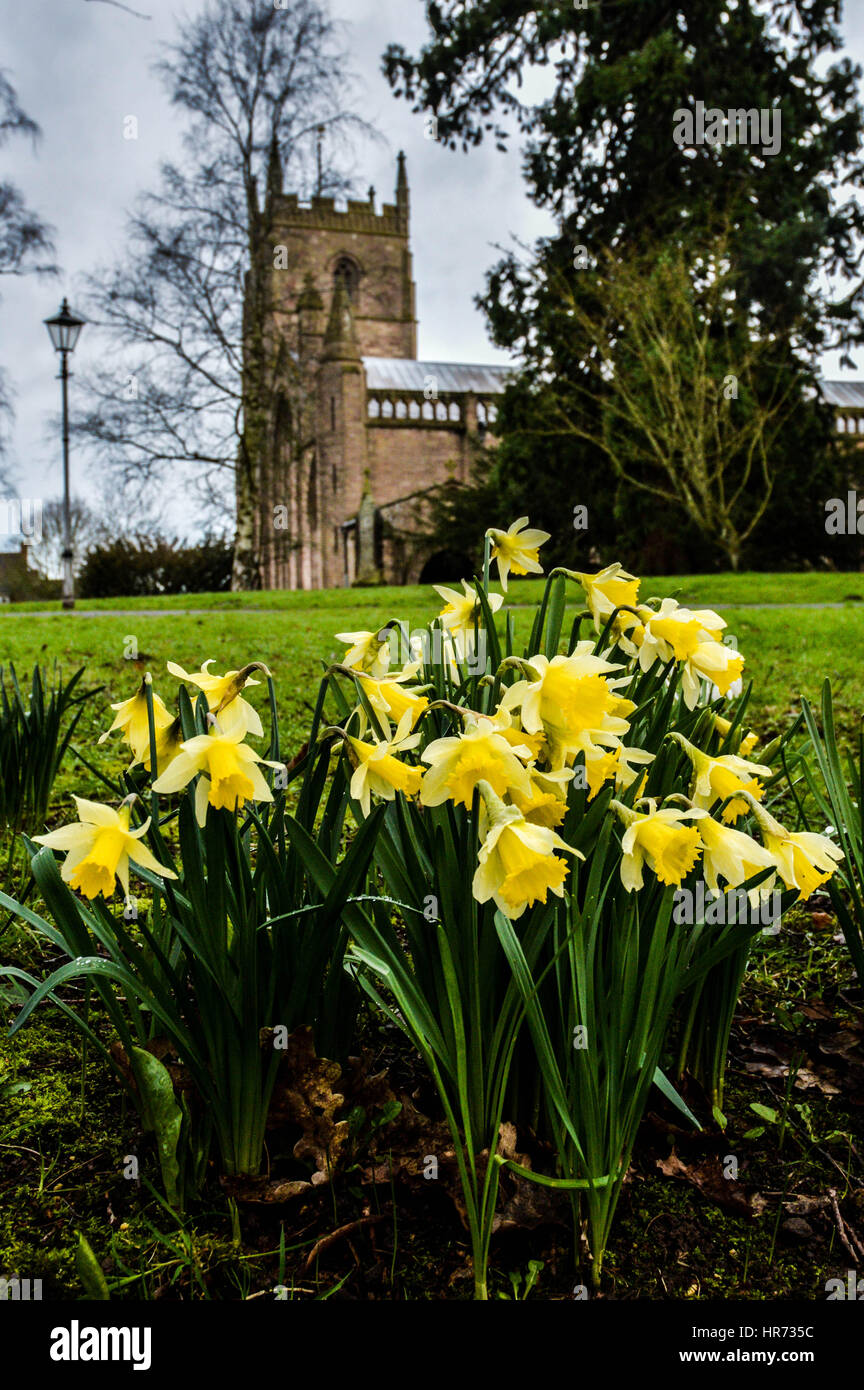 Daffodils in church grounds hi-res stock photography and images - Alamy
