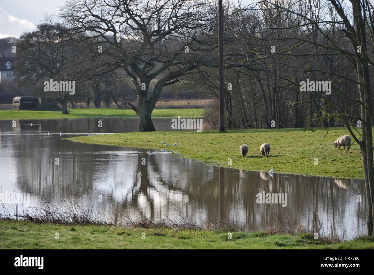 Hailsham, East Sussex, UK. 28th February 2017. Bright sunshine and blue ...