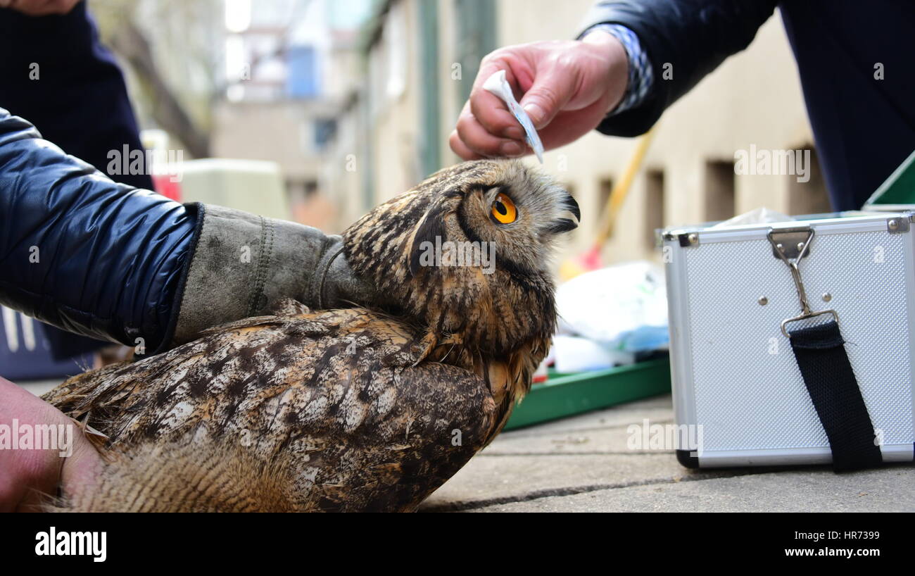 Zhengzhou, Zhengzhou, China. 26th Feb, 2017. The eagle owl is rescued ...