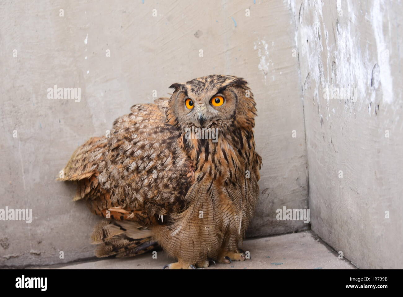 Zhengzhou, Zhengzhou, China. 26th Feb, 2017. The eagle owl is rescued ...