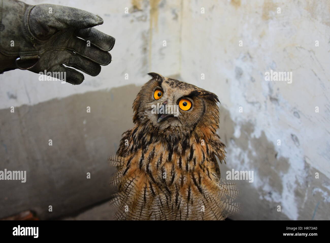 Zhengzhou, Zhengzhou, China. 26th Feb, 2017. The eagle owl is rescued ...