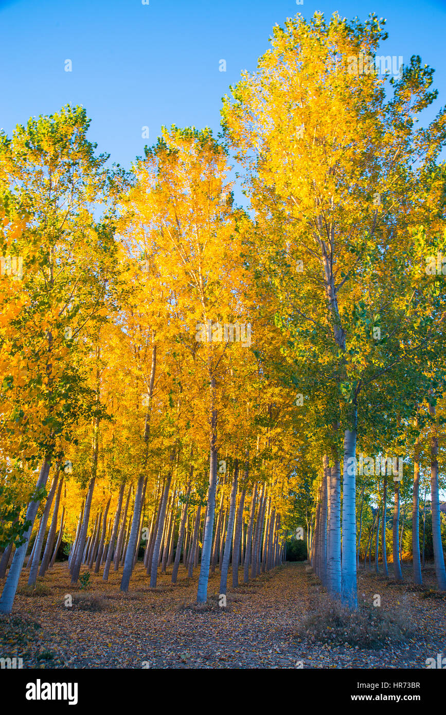 Poplar trees forest in Autumn. Castillejo de Mesleon, Segovia province ...