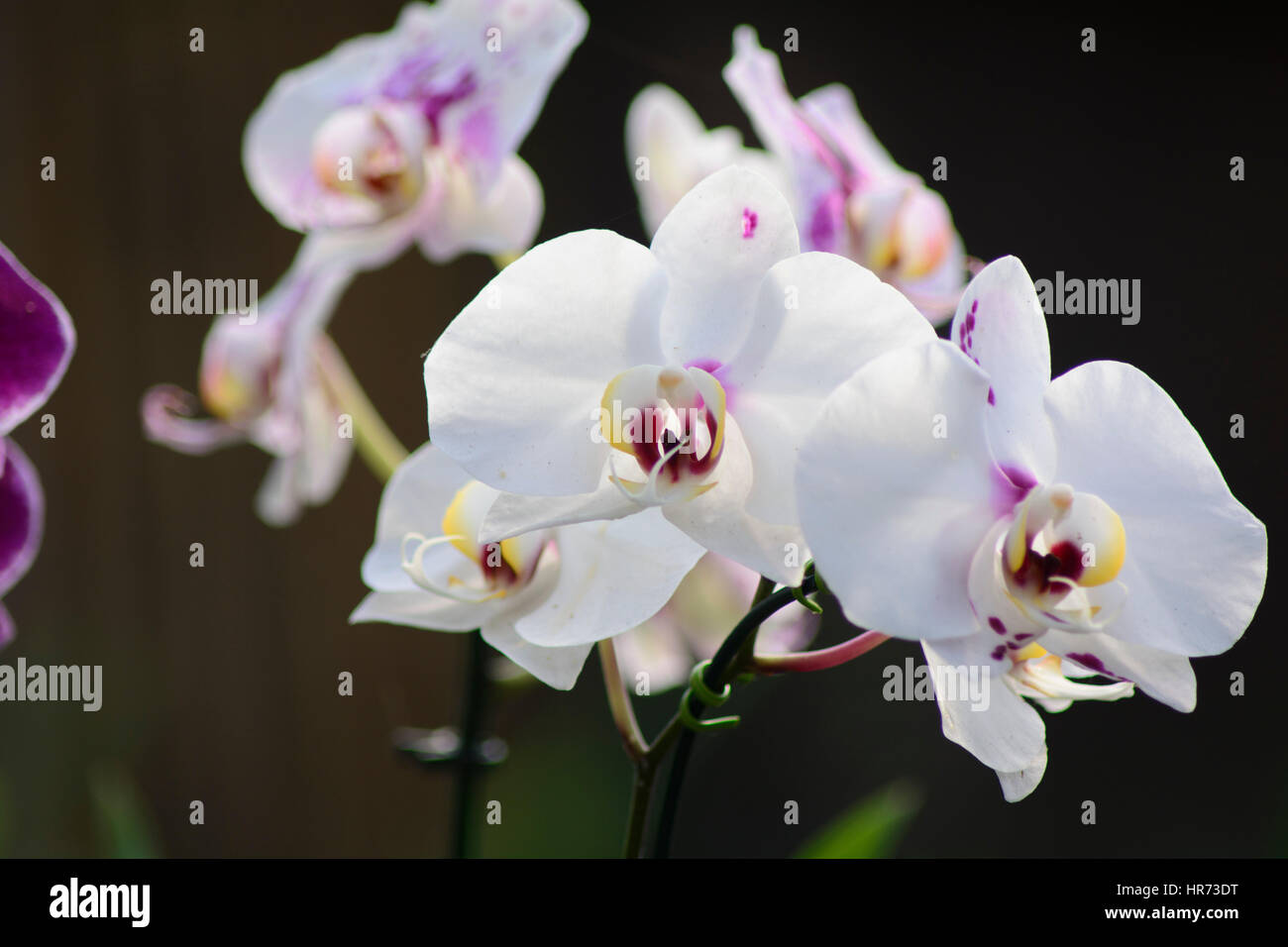 Beautiful orchids hi-res stock photography and images - Alamy