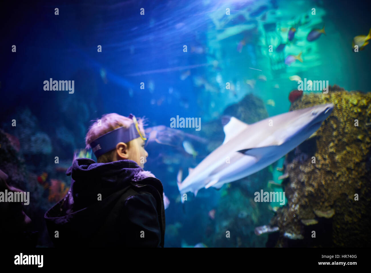 Trafford centre Sea life interior, Manchester, England, UK Stock Photo ...