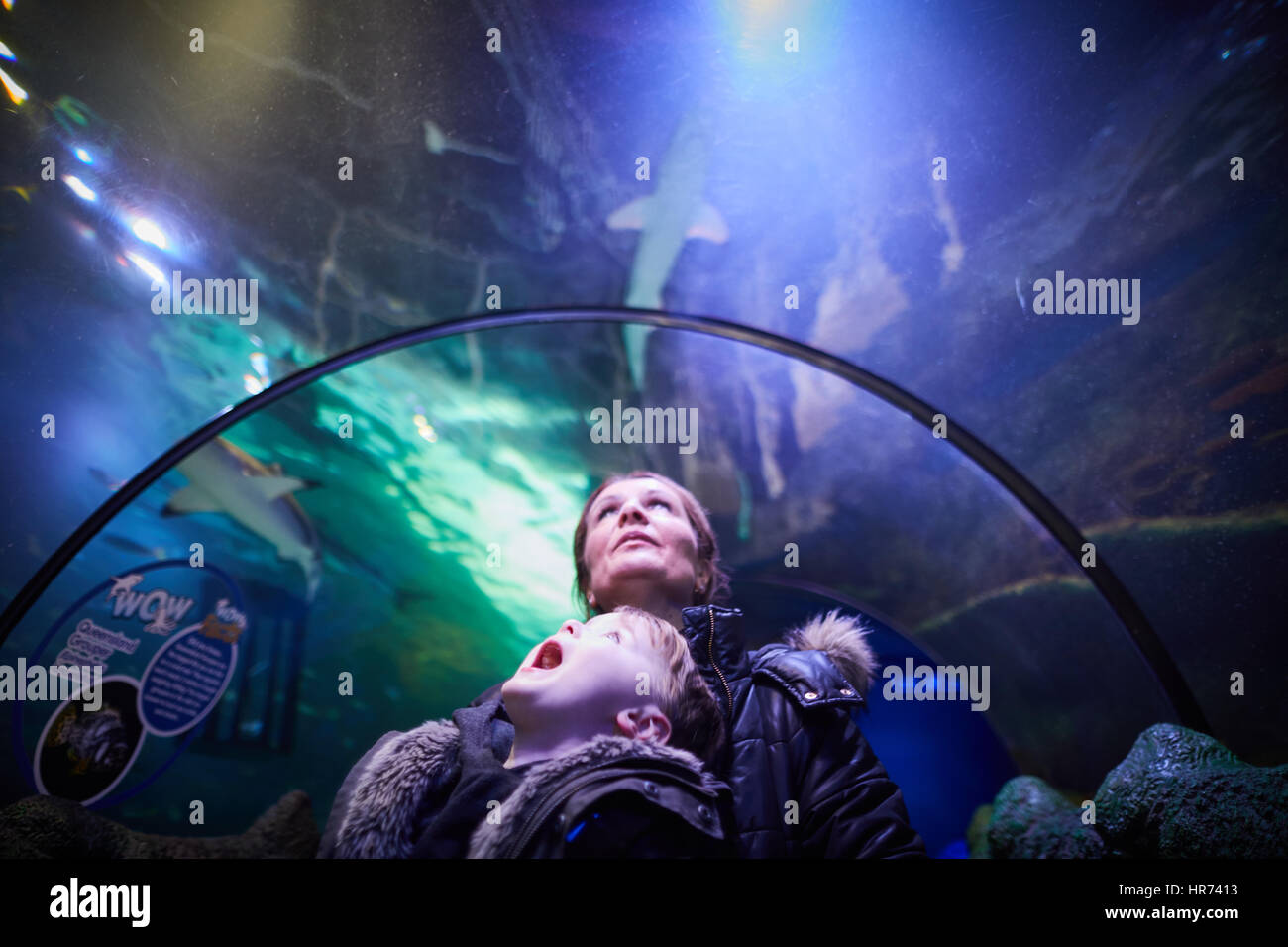 Trafford centre Sea life interior, Manchester, England, UK Stock Photo ...