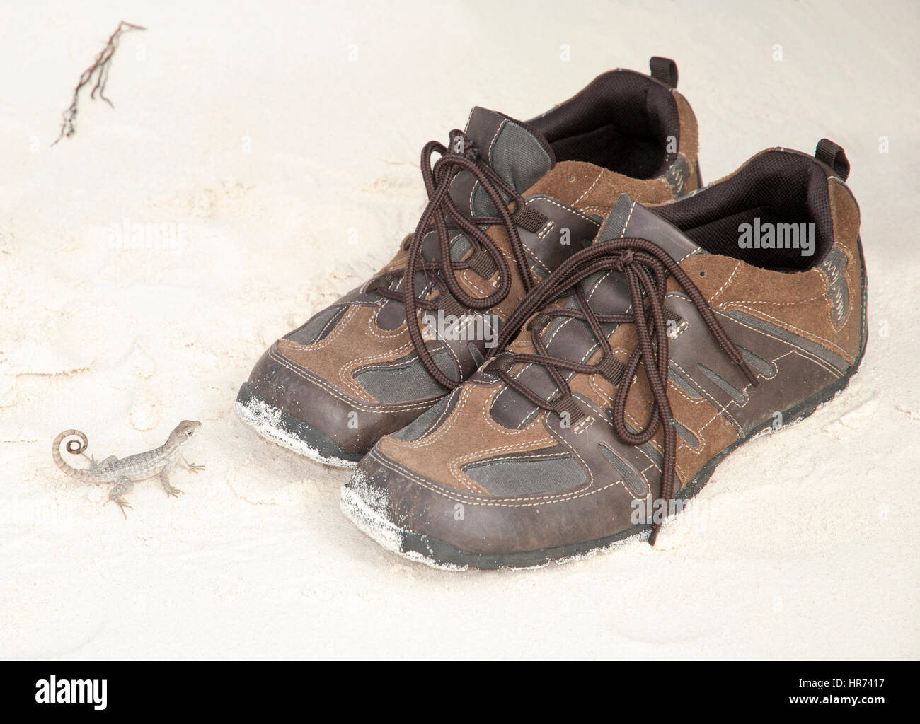 Macro view of little lizard looking at shoes (Bahamas Stock Photo - Alamy