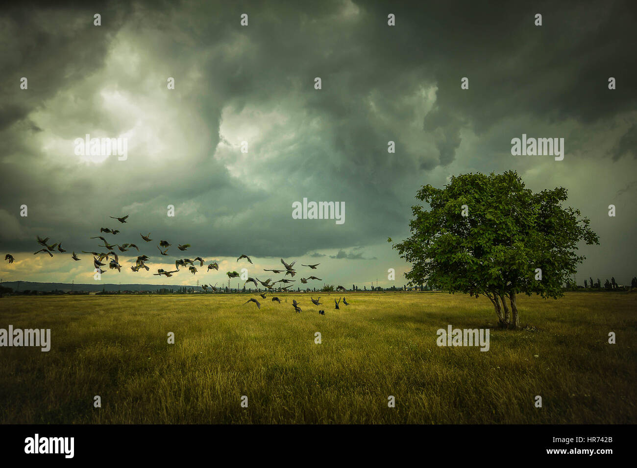 Birds flying by a tree hi-res stock photography and images - Alamy