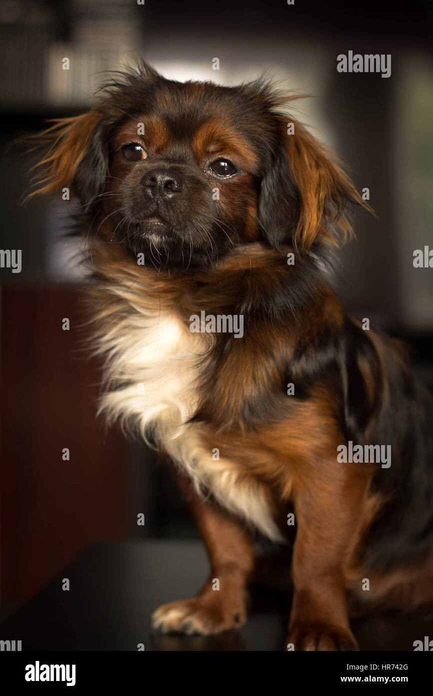 Serious dog hi-res stock photography and images - Alamy
