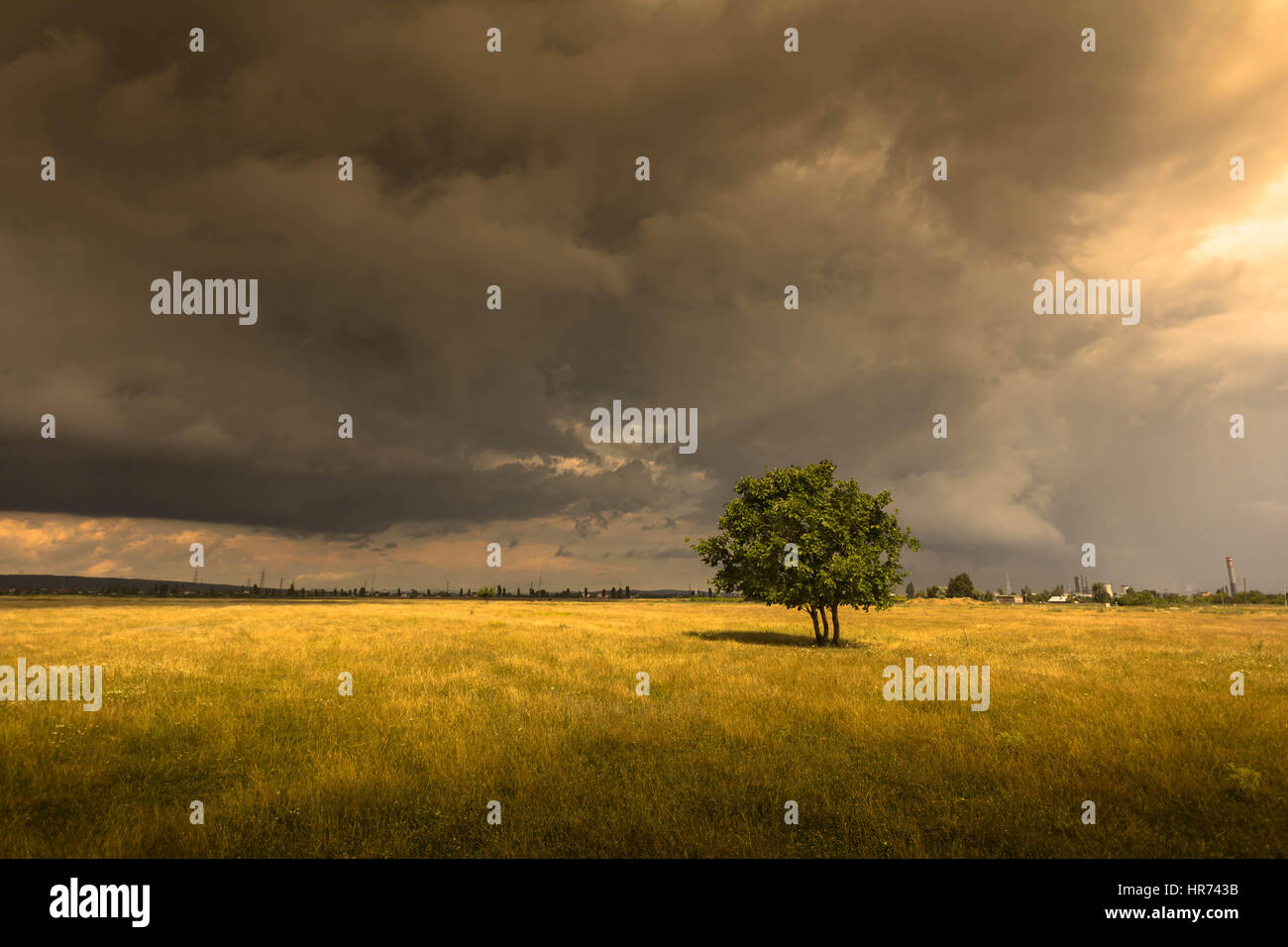 The lonely tree, picture of a lonely tree standing tall before a storm ...