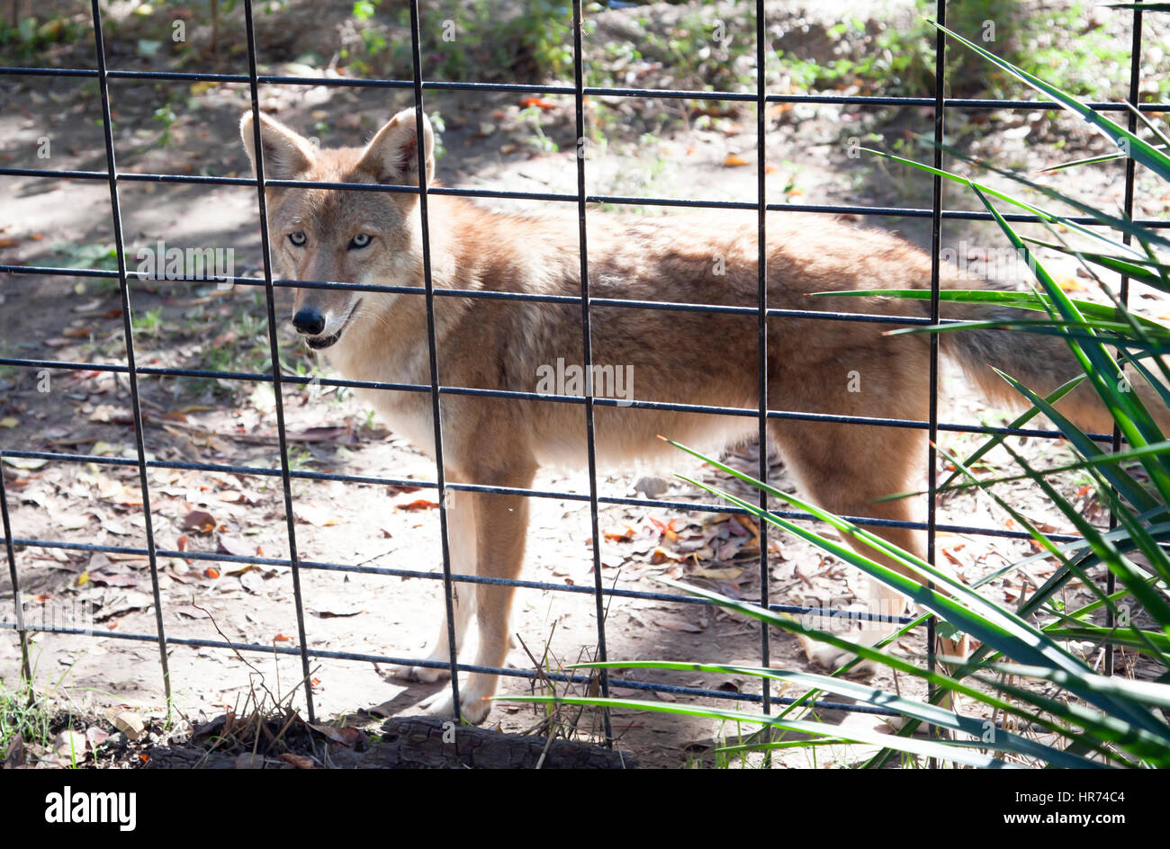 Close up of a red wolf in captivity Stock Photo - Alamy