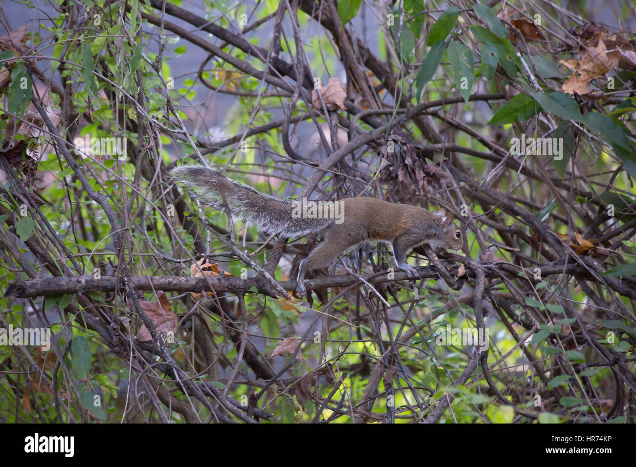 Georgia Eastern Gray Squirrel High Resolution Stock Photography and ...