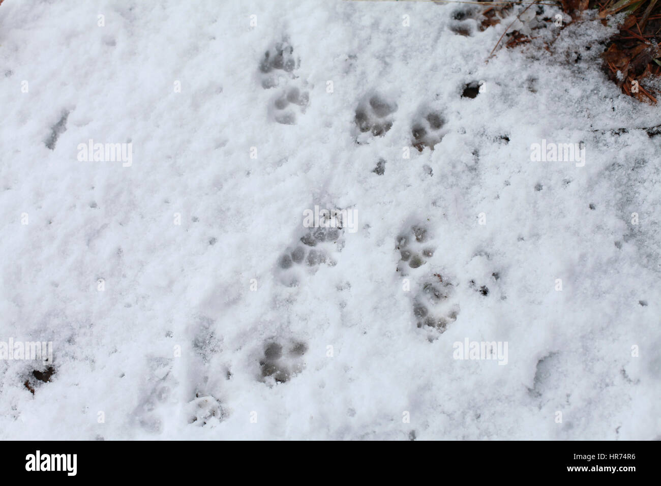 Close up of dog tracks in the snow Stock Photo - Alamy