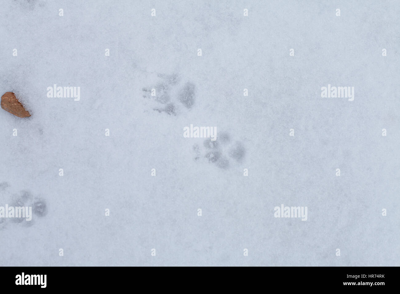 Close up of dog tracks in the snow Stock Photo - Alamy