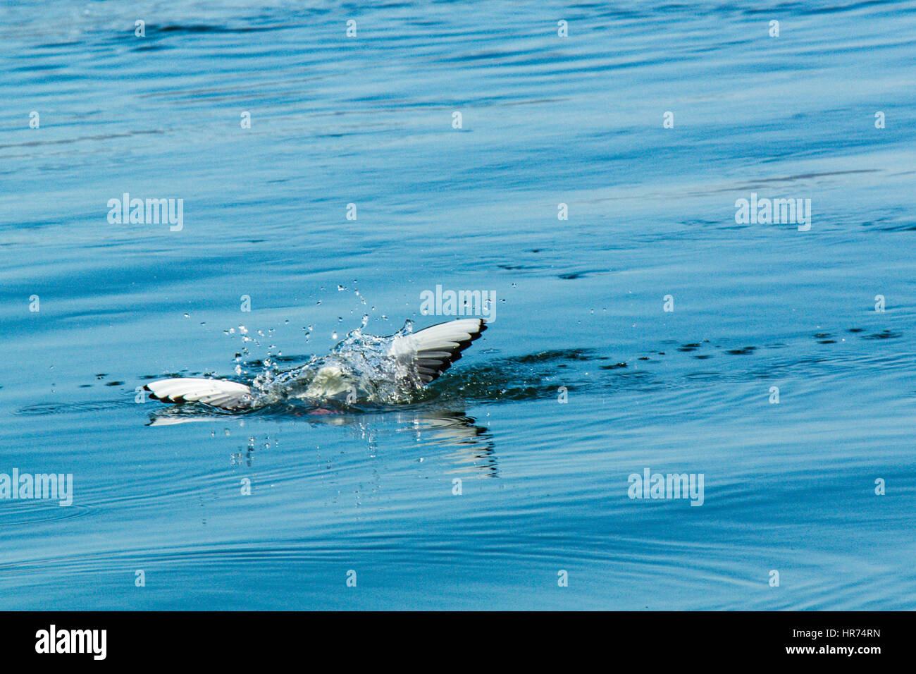 Seagull wing spread hi-res stock photography and images - Alamy