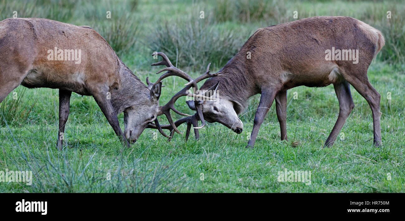 Red deer stag rut fighting hi-res stock photography and images - Alamy