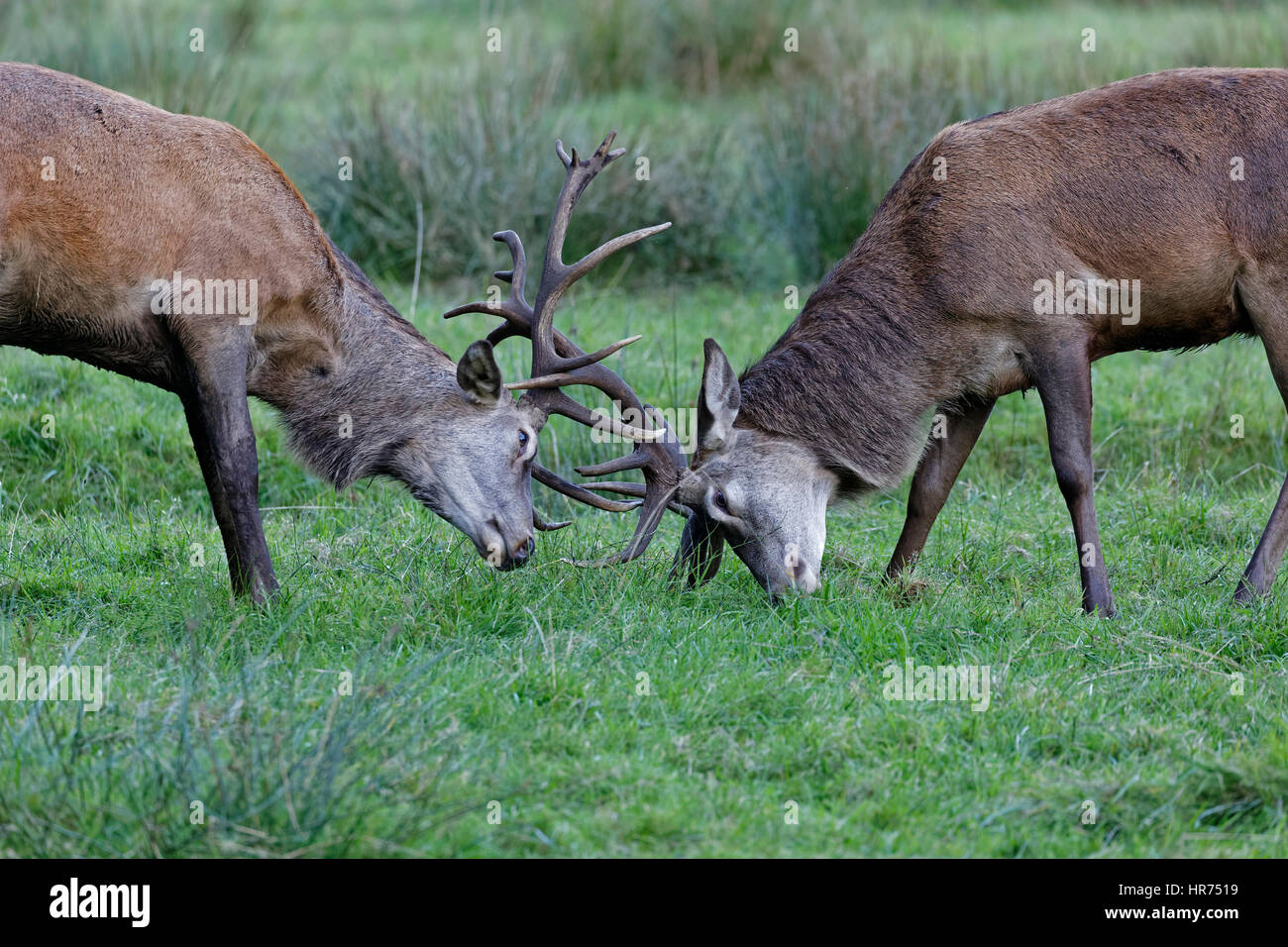 Red deer stag rut fighting hi-res stock photography and images - Alamy
