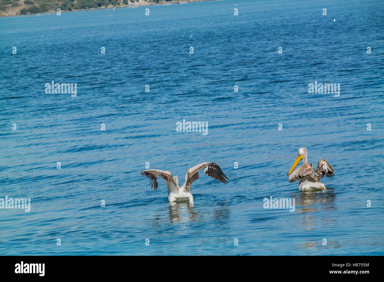 pelcan couple on peacefull sea. pelikan,pelikanlar Stock Photo - Alamy