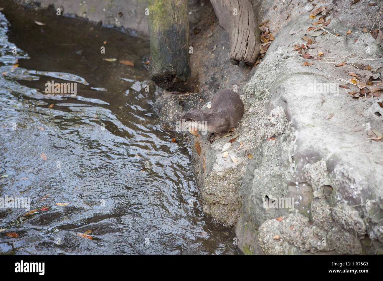 An otter on the bank of a river Stock Photo - Alamy