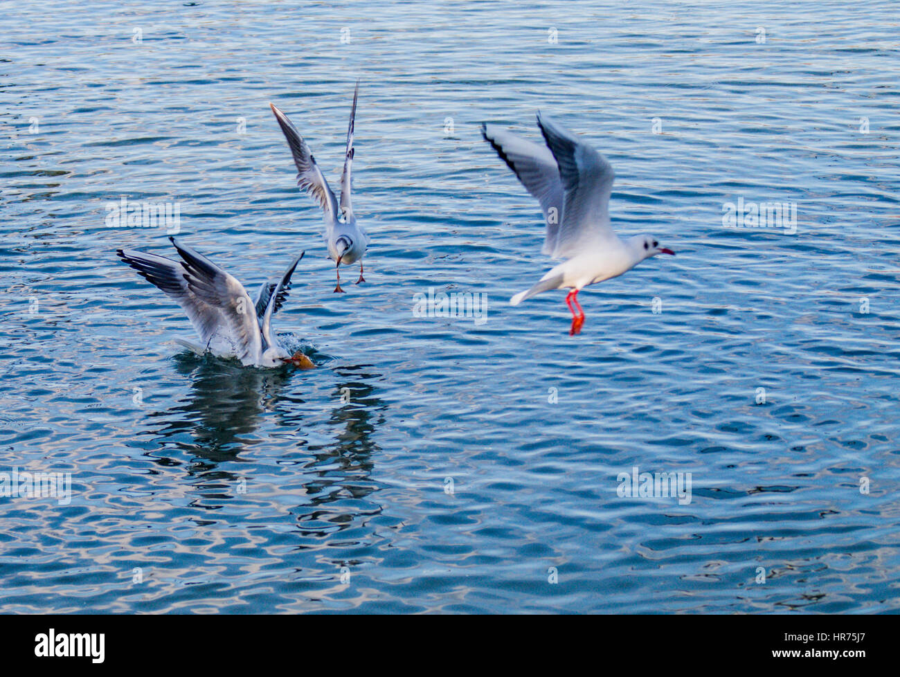 Flying playing hi-res stock photography and images - Alamy