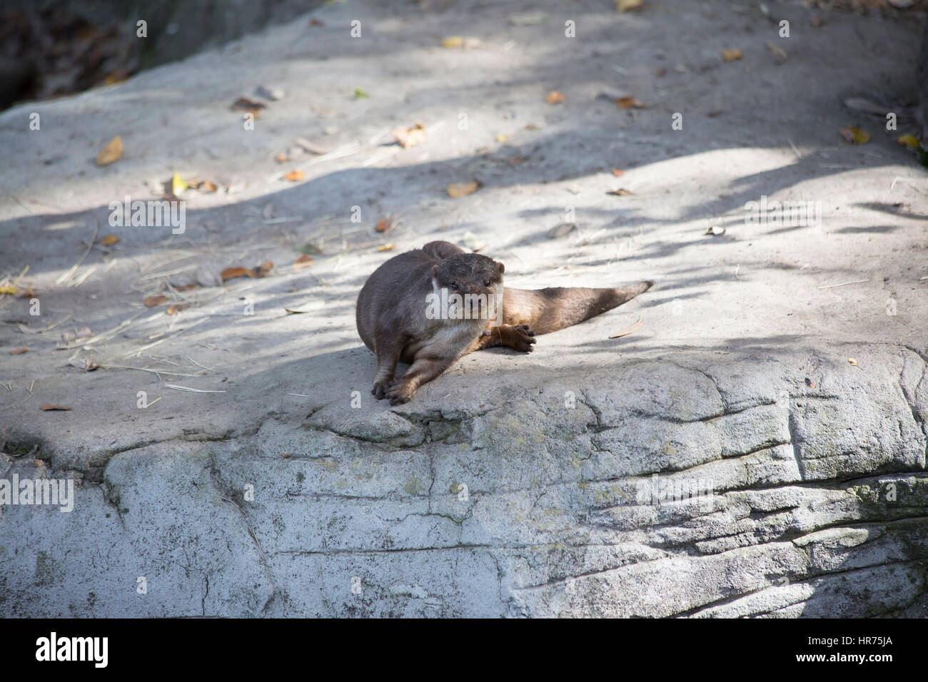 Watching otter river bank hi-res stock photography and images - Alamy