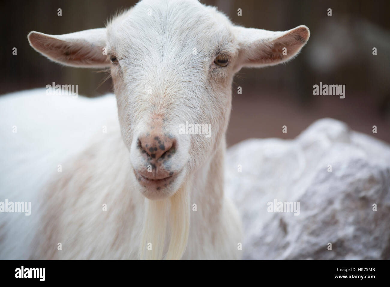 Light brown goat hi-res stock photography and images - Alamy
