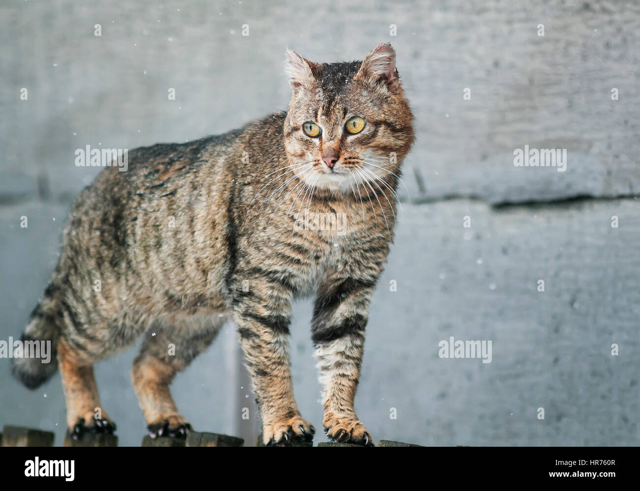 Menacing feline hi-res stock photography and images - Alamy