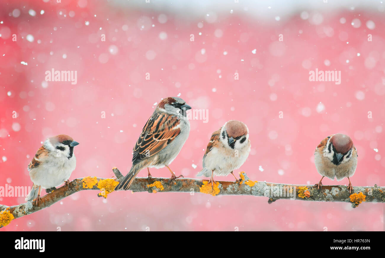 funny cute birds sitting on the branch during a snowfall Stock Photo ...