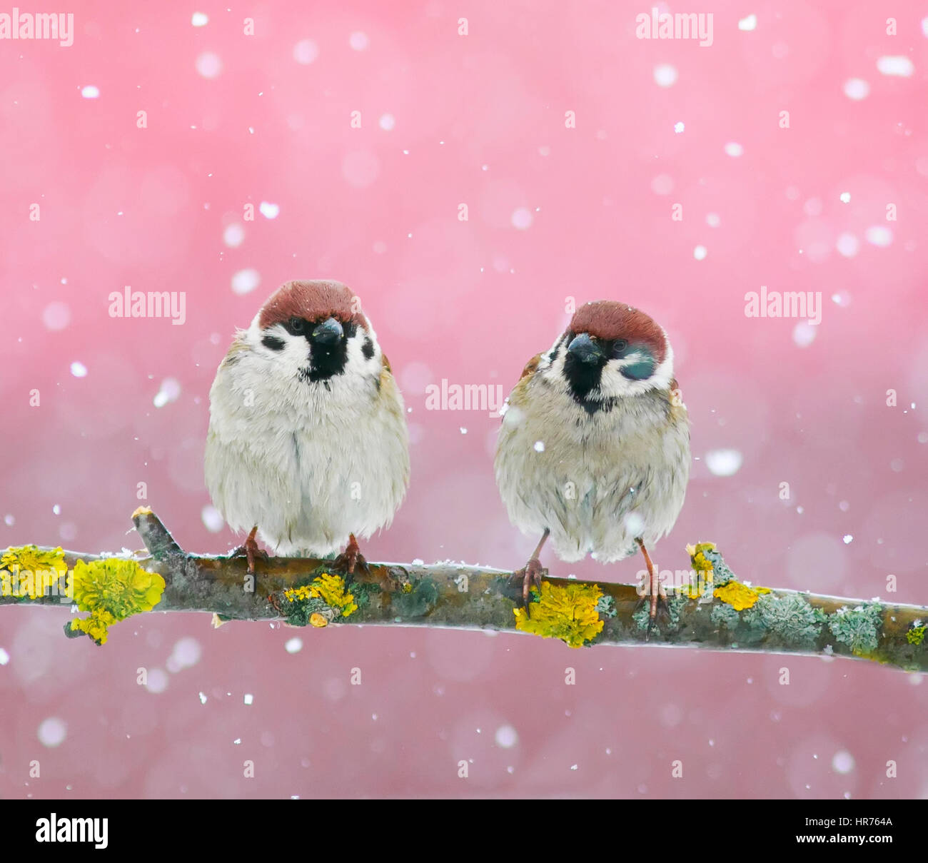 two funny birds sparrows sitting on a branch during a snowfall Stock ...