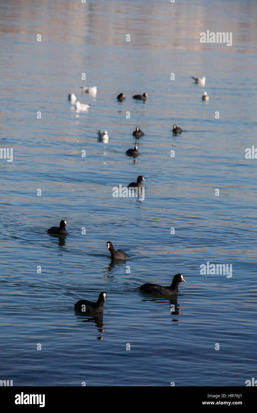 Gruop of birds swim calmly on the sea surface Stock Photo - Alamy