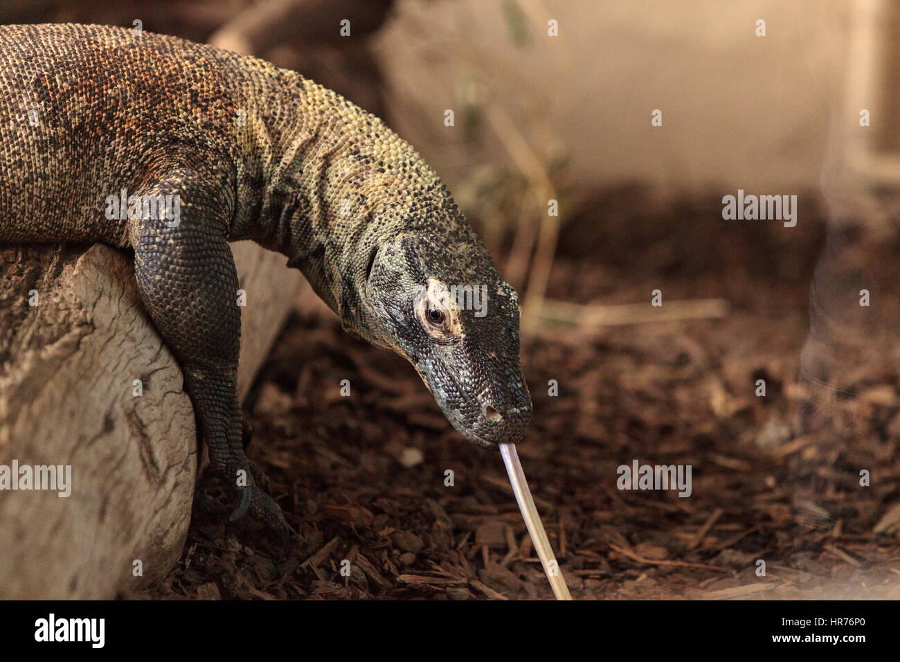 Komodo dragon, Varanus komodoensis, is a large saurian that is watchful ...