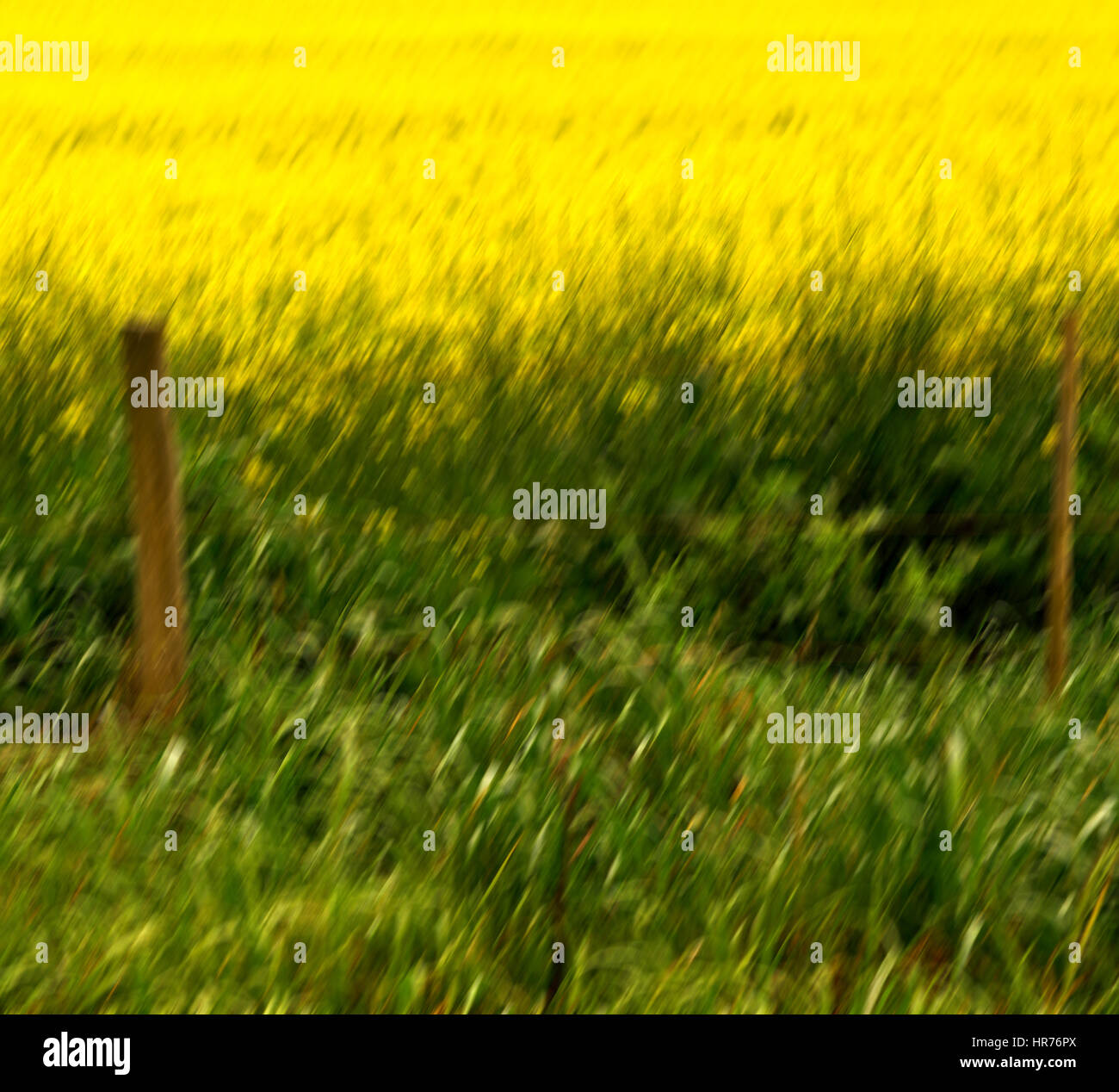 blur in south africa close up of the colza yellow field like texture ...