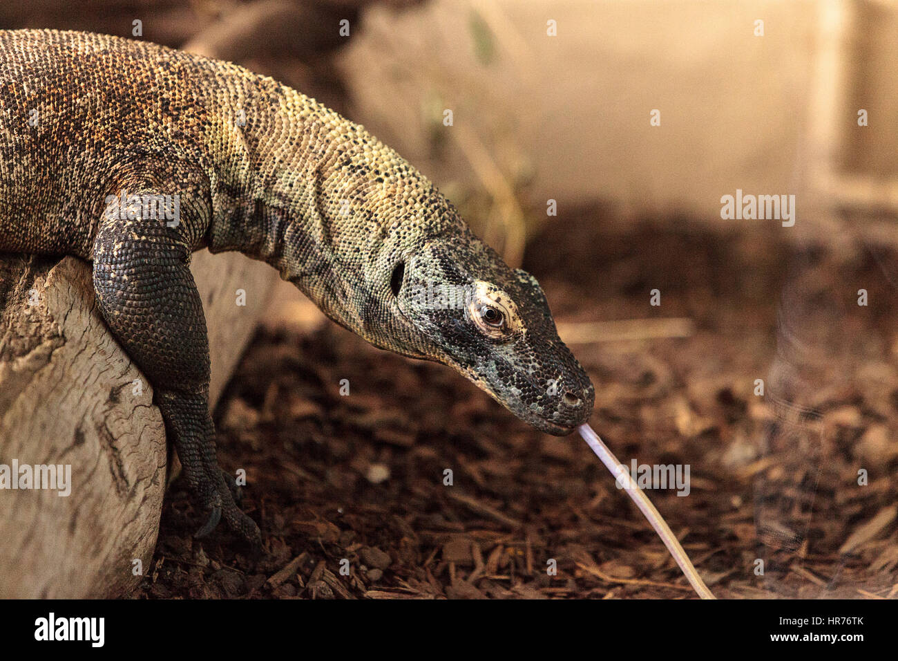Komodo dragon, Varanus komodoensis, is a large saurian that is watchful ...