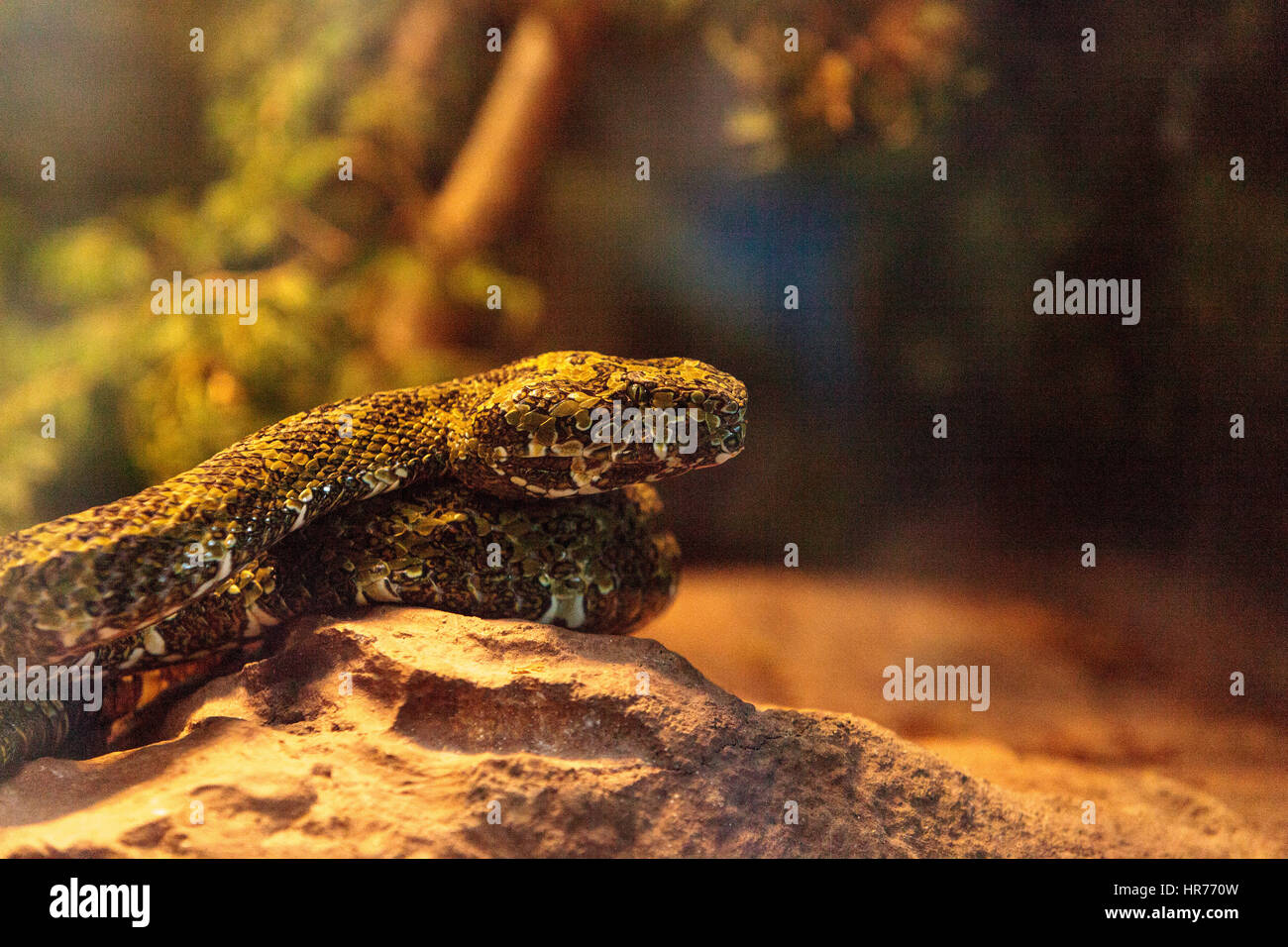 Mang mountain pit viper hi-res stock photography and images - Alamy