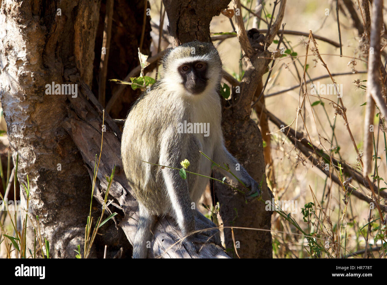 Monkey is watching hi-res stock photography and images - Alamy